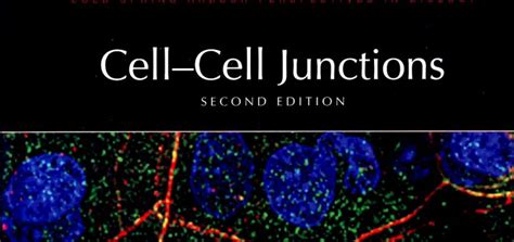 Cell Junctions