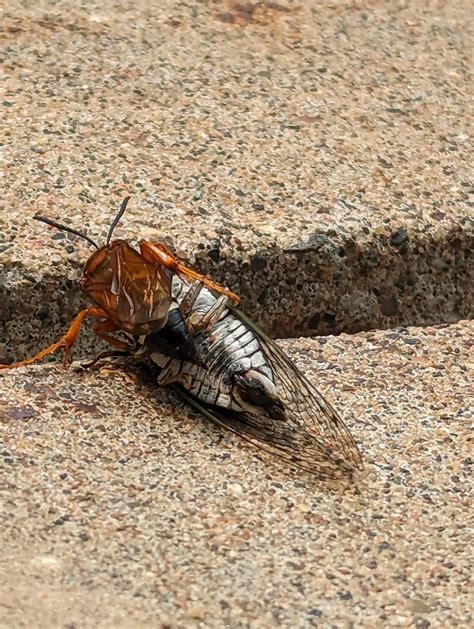 Cicada Killers Rinsects