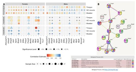 Age And Sex Dependent Adnp Regulation Of Muscle Gene Expression Is