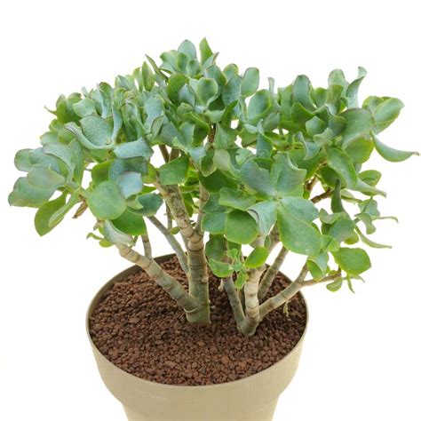 Crassula Blue Waves 20 Cm Crassulaceae Giromagi Vendita Piante Grasse