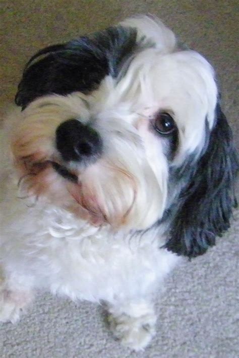 Fluffy And Adorable Cockapoo