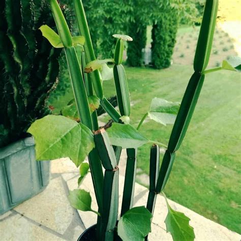 How To Grow And Care For Cissus Quadrangularis