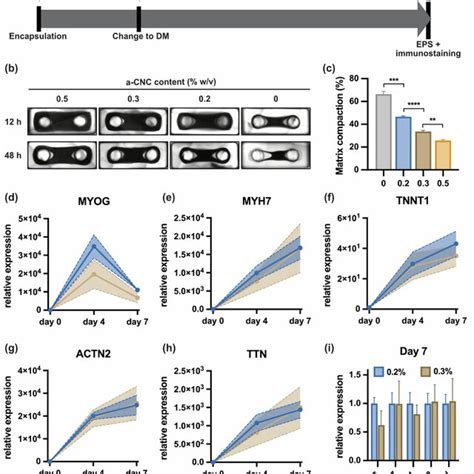 Bioengineered In Vitro 3d Human Skeletal Muscle Tissue In A Xeno Free