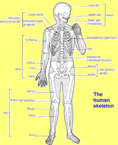 Human Bone Structure