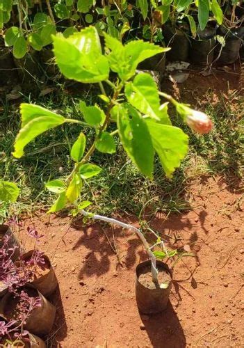 Shoeblackplant Natural Red Sembaruthi Flowering Plant At ₹ 30piece In