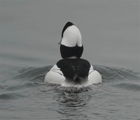 Buffle Backyard And Beyond