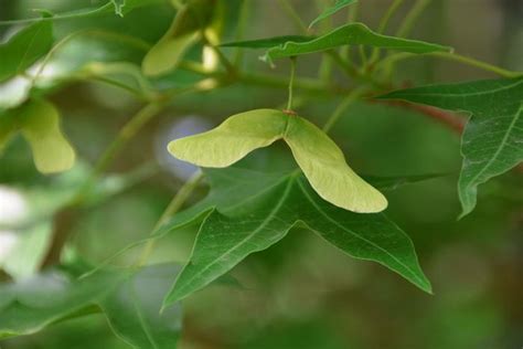 五角枫种子，原创拍摄