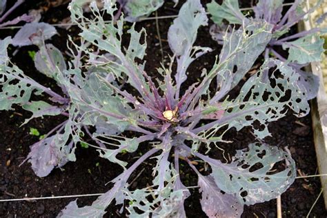 Cabbage Pests Top Tips On Identification And Control