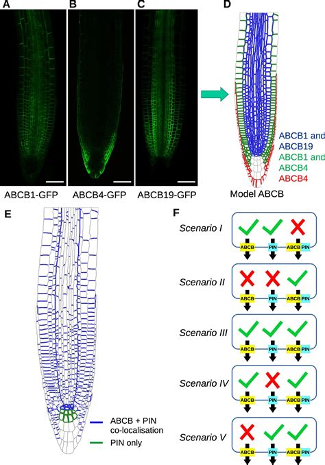 Systems Approaches Reveal That Abcb And Pin Proteins Mediate Co