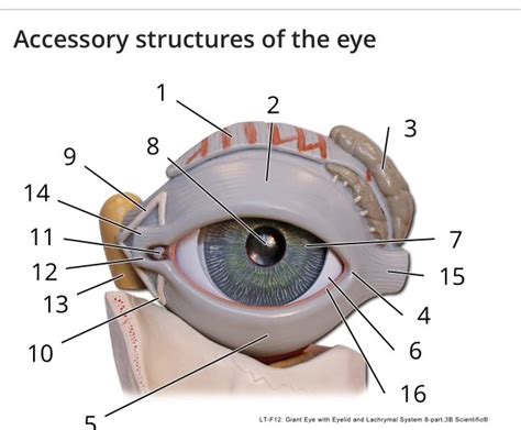Accessory Structures Of The Eye Diagram Quizlet