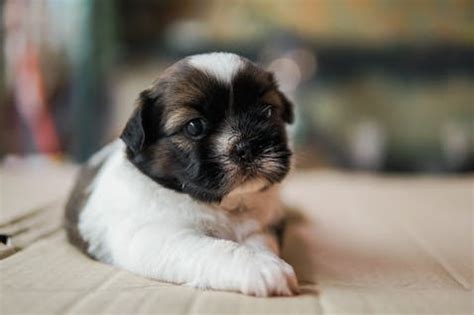 Ultimate Shih Tzu Top Knot Guide: Style Tips & Tricks