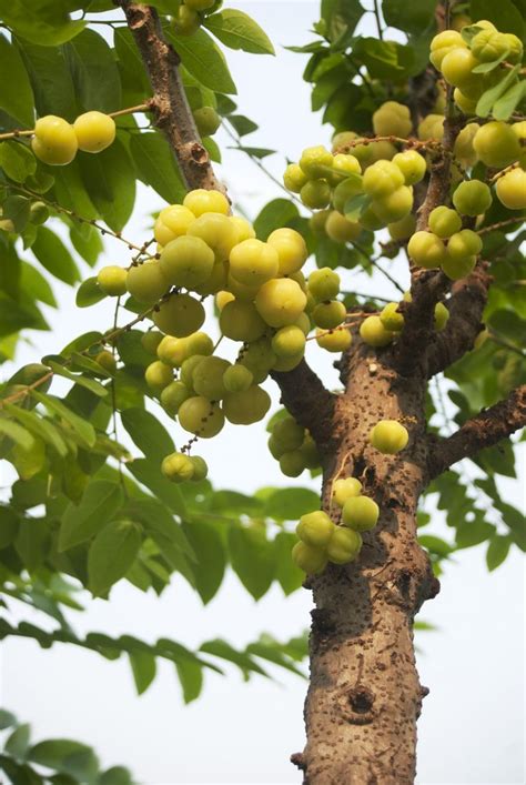 My Sunday Photo Grandmas Star Gooseberry Thailand Fruit Garden Gooseberry Tree Gooseberry