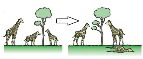 Natural Selection And Microevolution Qce Biology Revision