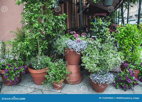 Beautiful Potted Plants Outside A Street Cafe Stock Image Image Of