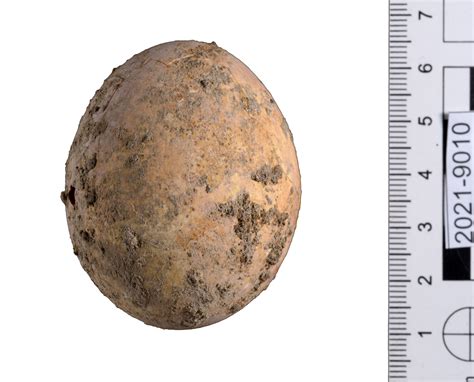 A 1000 Year Old Egg