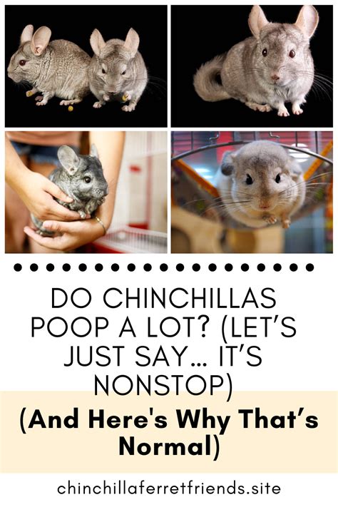 Do Chinchillas Poop A Lot What Owners Should Expect