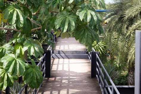 Walk Under The Tree Stock Image Image Of Green Tropical 75070465