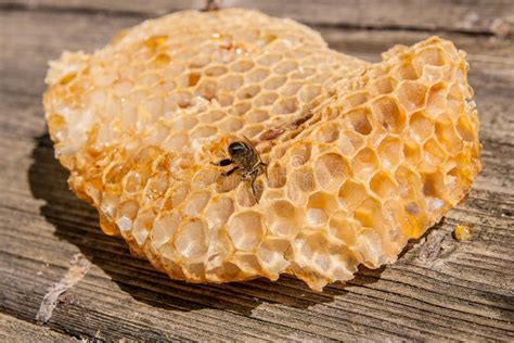 Close Up View Of The Working Bee On The Honeycomb With Sweet Hon Stock