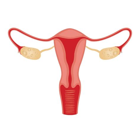 Premium Vector Illustration Of The Female Reproductive System Human