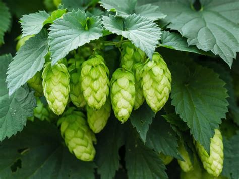Hops Flowering Plants Learn About Growing Hops Plants In The Garden
