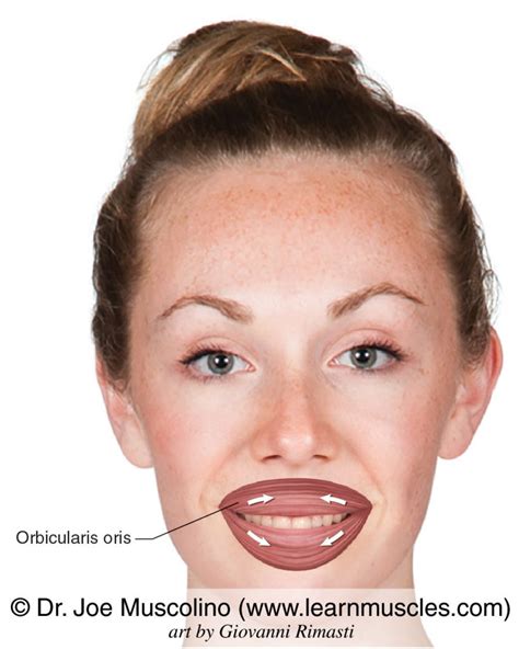 Orbicularis Oris Learn Muscles