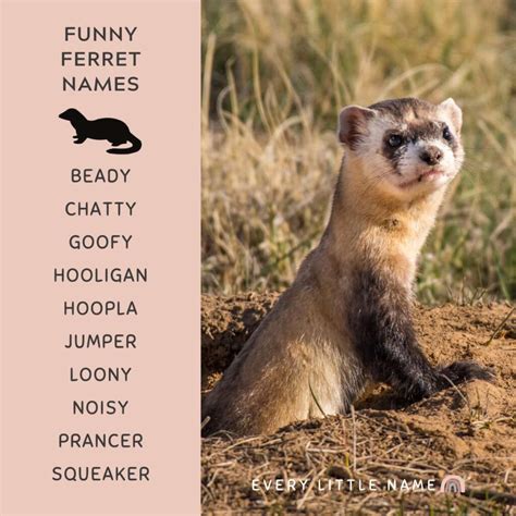 280 Best Ferret Names Cute Cool And Unique Every Little Name
