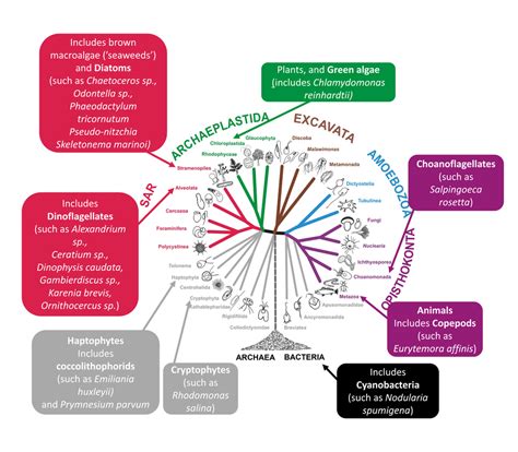 What Are Algae LevÄt Algae Alger