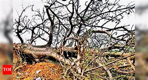 Ancient Khurasani Imli Tree Uprooted In Dhar Village Bhopal News
