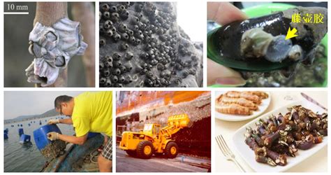 国防科技大学胡碧茹教授课题组：海洋强势污损生物—藤壶 附着机制研究进展 知乎