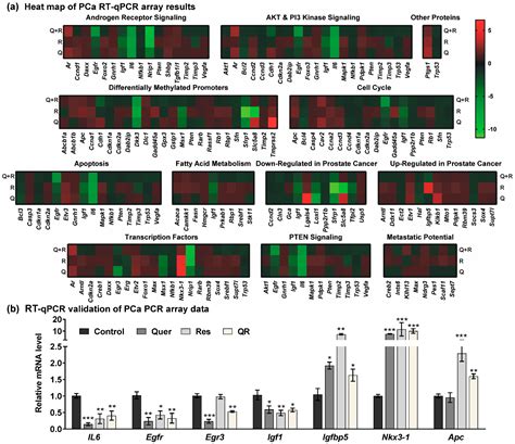 Quercetinresveratrol Combination For Prostate Cancer Management In Tramp Mice