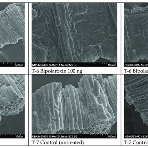 Effects Of Different Treatments On Cell Wall Integrity And Tissue