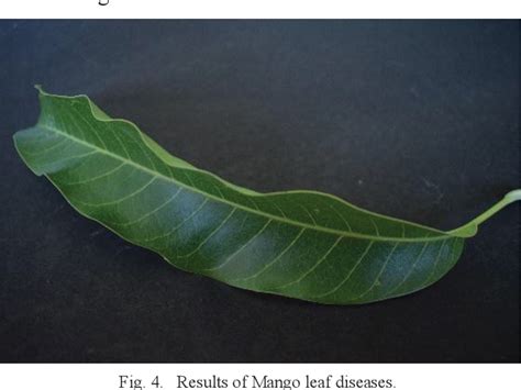 Figure 4 From Advanced Mango Leaf Disease Detection And Severity