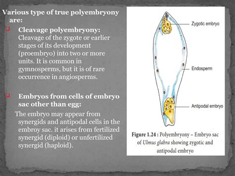 Polyembryony Its Types And Practical Importancepptx