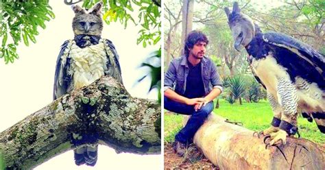 The Harpy Eagle Is So Huge That People Often Mistake It For A Human In