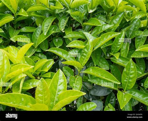 Fresh Leaves On The Bushes Natural Pattern Leaves Background Red And