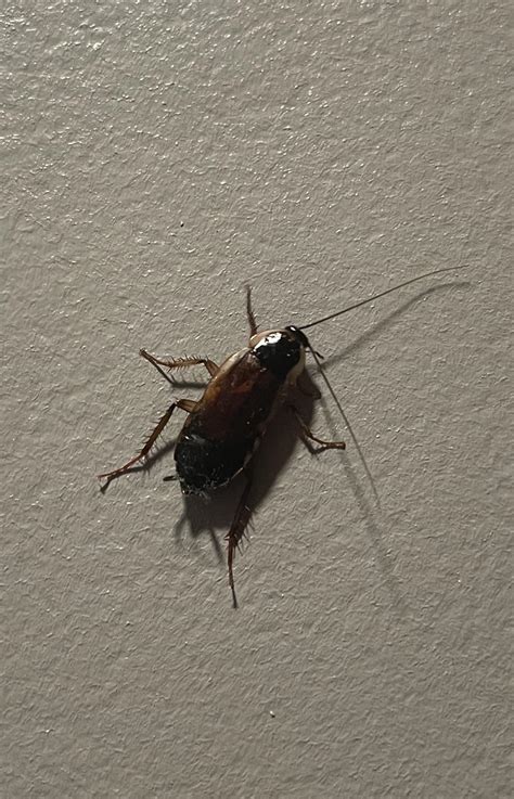 What Kind Of Roach Is This Found On The Wall Near Door Our Entryway