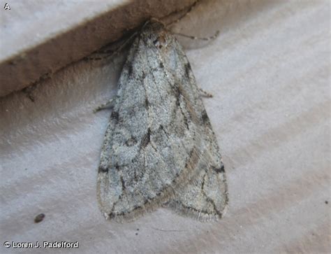 Spring Cankerworm Fontenelle Forest Nature Search Fontenelle Forest