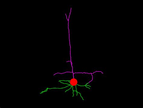 Detailed Cell Information 47 1 2 Neuron And Location Copy