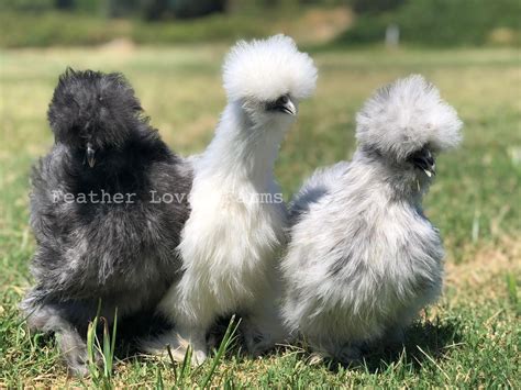 Silkie Chicks For Sale Feather Lover Farms