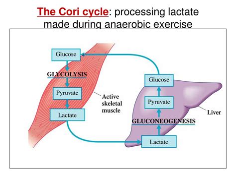 Ppt Review Can You Explain How Carbs Are Digested And Absorbed
