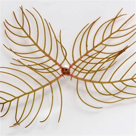 Invasive Plant Control Invasive Milfoil Snohomish County Wa