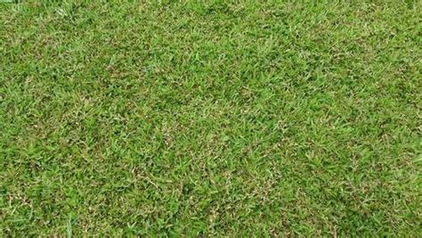 Green Pasplum Grass Pasplum Lawn Grass At ₹ 25sq Ft In Pune Id