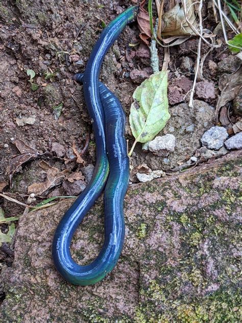 Phylum Annelida Pheretima