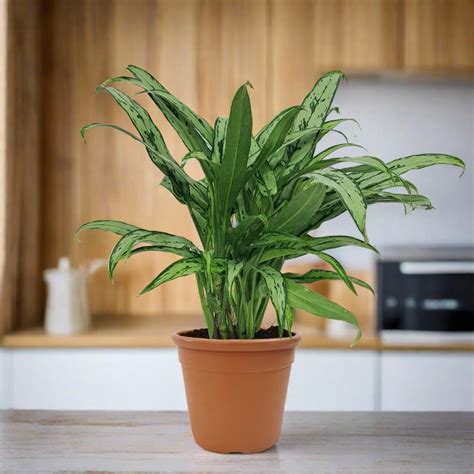 Aglaonema Silver Bay Cutlass Bostan Al Jazeera