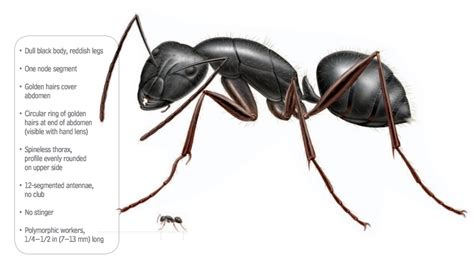What Do Carpenter Ants Look Like Picture At Mitchell Fredricksen Blog