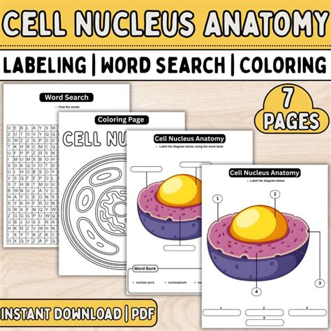 Cell Nucleus Anatomy Parts Of A Cell Nucleus Labeling Diagram