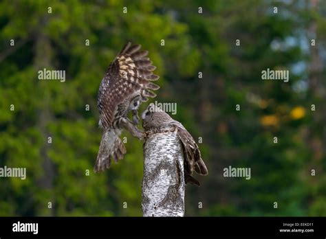 Bartkauz Große Graue Eule Strix Nebulosa Männlich Weiblich Die Küken Im Nest Auf Baumstumpf