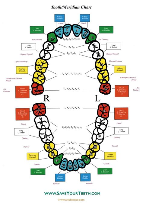 Tooth Meridian Chart Zen Pinterest