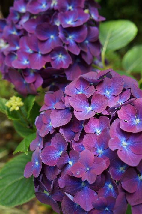 Hydrangea Macrophylla Flowers