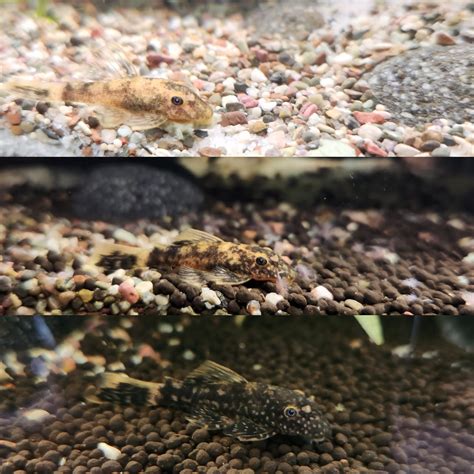 Substrate Colour Makes A Huge Difference Raquariums